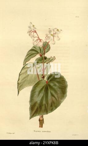 These pink Begonia flowers, with their delicate structure, evoke a ...