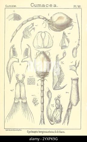 An account of the Crustacea of Norway, Christiania, A. Cammermeyer ...