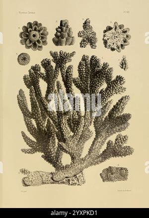 Report on the Florida reefs, Cambridge, Mass, 1880, Florida, corals ...