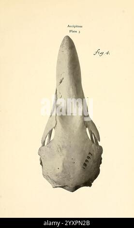 Osteology of birds Albany University of the State of New York 1909 ...