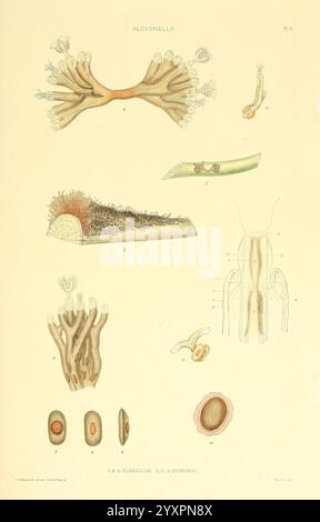 A monograph of the fresh-water polyzoa, London, Ray Society, 1856 ...