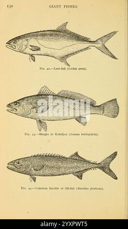 Field book of giant fishes, New York, G. P. 1949, whales, Woodshole ...