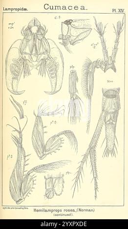 An account of the Crustacea of Norway Christiania, A. Cammermeyer, 1895 ...
