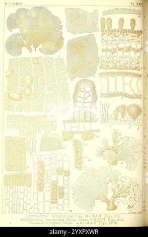 Icones of Japanese Algae, Tokyo, Kazamashobo 1907-1942, algae, botany ...