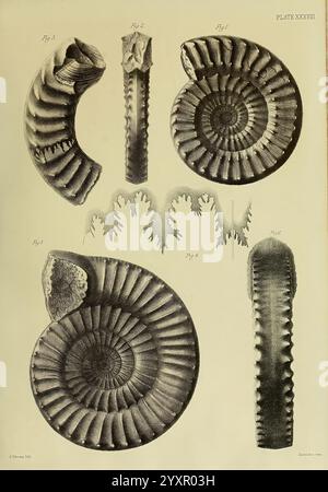 Detailed illustrations of ammonite fossils, showcasing various views of ...