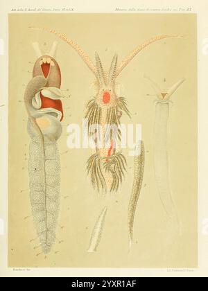 Æolididae, families, related, port, Genova, Bologna, Tipi, Gamberini ...