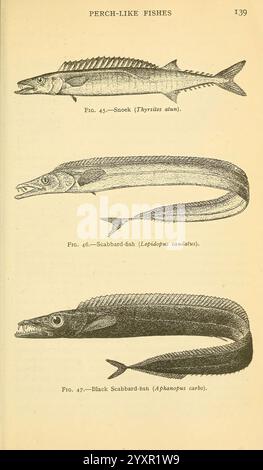 Lepidopus caudatus, or Scabbard Fish, a species of cutlassfish, also ...