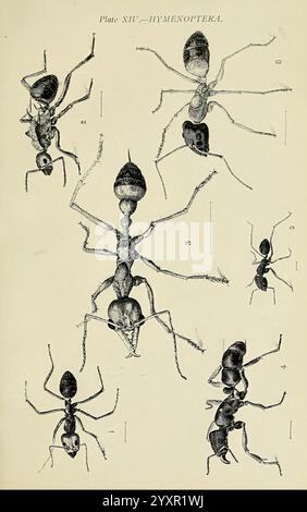 Australian insects, Sydney, W. Brooks 1907, Australia, insects, pupa ...