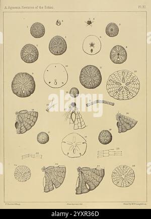 Revision of the Echini, Cambridge, Mass, University Press, 1872-1874 ...