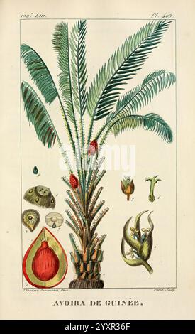 This botanical illustration from 1821 depicts the orchid species Vanda ...