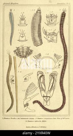 A depiction of various life forms from an anthropological and ...
