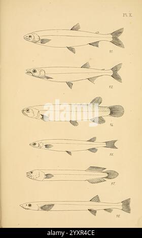 Fishes of New Zealand Wellington, N.Z. J. Hughes, printer 1872 New ...