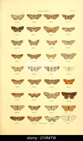 Index entomologicus, London, William Wood, 1839, butterflies ...