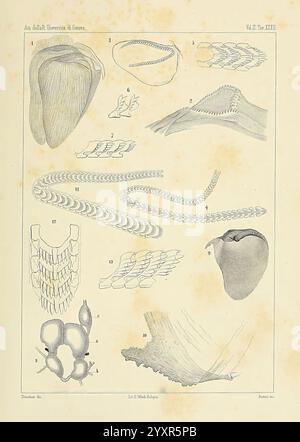 Æolididae, families, related, port, Genova, Bologna, Tipi, Gamberini ...