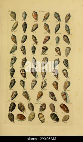 A comprehensive collection of different species of shells found in the ...