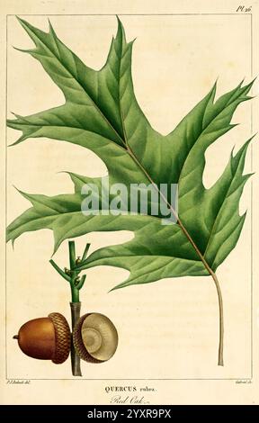 Quercus rubra, commonly known as red oak, is a tree species native to North America. It is known ...