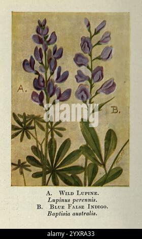 This botanical illustration of Lupinus perennis, also known as the wild ...