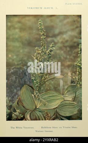 Veratrum Album leaves and small white flowers, close-up natural plant ...