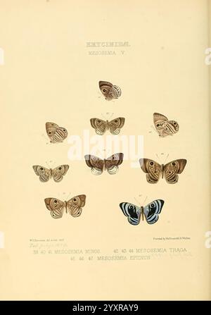 An illustration from a work documenting butterflies and moths ...