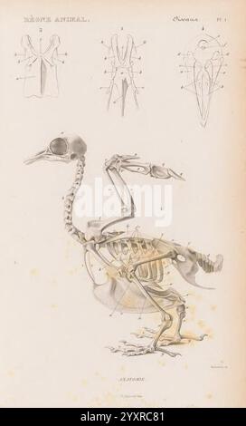 This anatomical illustration presents detailed information on the ...