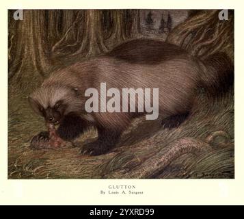 Wolverine (Gulo gulo), also known as the glutton Stock Photo - Alamy
