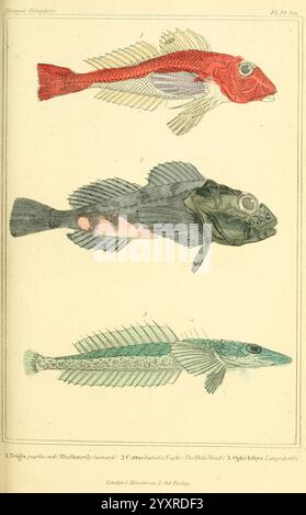 The Animal Kingdom, a comprehensive classification of animals based on ...