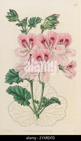 Geraniaceae, London, Printed for James Ridgway, Piccadilly, 1820-1830 ...