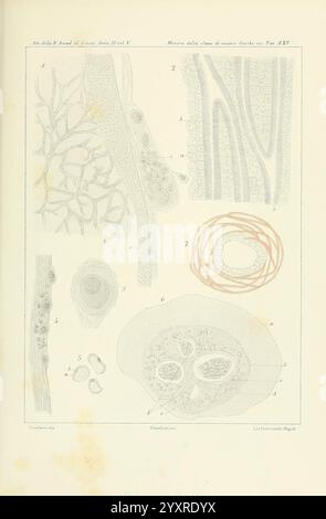 This scientific illustration depicts the phloem structure of Cucurbita ...