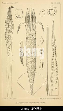 The cephalopods of the north-eastern coast of America, New Haven, Conn ...