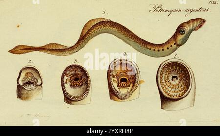 The mouth of Lampetra fluviatilis, commonly known as the river lamprey ...