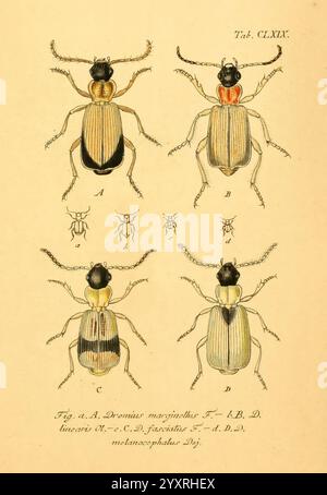 Illustration of beetles from Germany, depicted in a detailed ...
