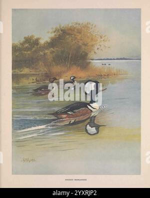 British Diving Ducks London Longmans Green and Co. 1913 Birds Ducks ...