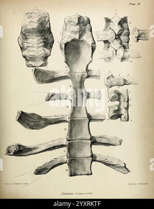 A detailed illustration of a human skeleton, showcasing the anatomical ...