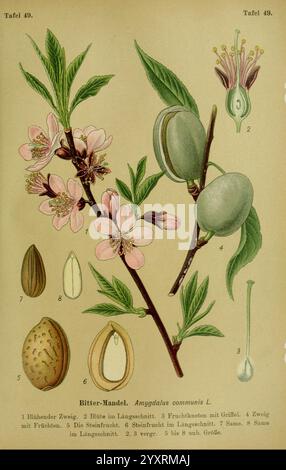 Almond tree developing its fruits Stock Photo - Alamy
