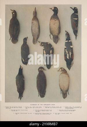 British diving ducks, London, Longmans, Green and Co, 1913, birds ...
