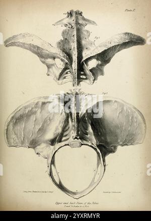 A detailed illustration of a human skeleton, showcasing the anatomical ...