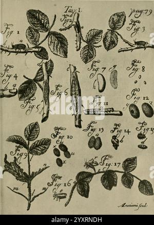 Labeled leaf specimens on display Stock Photo - Alamy