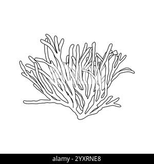 Hand drawn Codium tomentosum or velvet horn green seaweed algae graphic ...