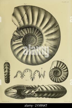 This illustration showcases a detailed drawing of an ammonite ...
