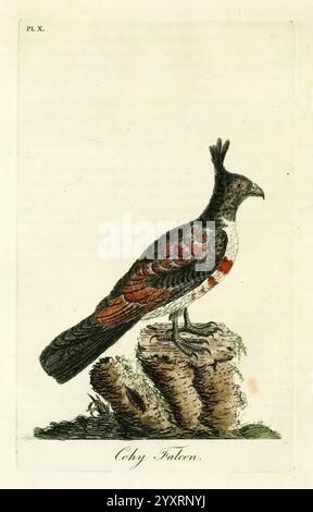 'A General History of Birds' (1821) provides a comprehensive study of ...