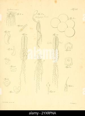 System der Acalephen Berlin F. Dummler 1829 Jellyfishes Scyphozoa ...