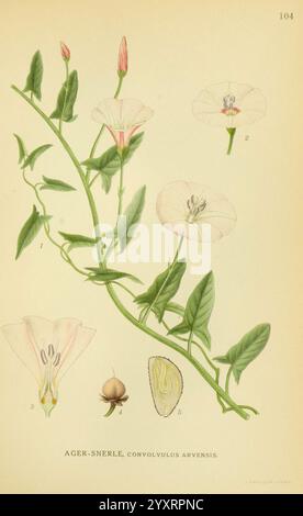 The illustration of *Convolvulus arvensis*, known as Field Bindweed ...