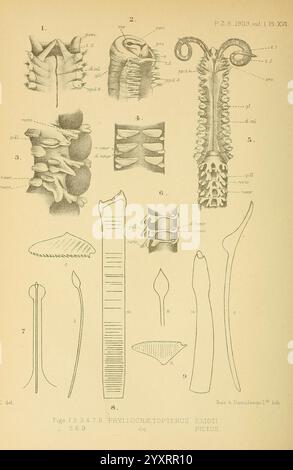 Proceedings of the Zoological Society of London, London, Zoological ...