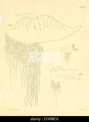 System der Acalephen Berlin F. Dummler 1829 jellyfishes scyphozoa ...