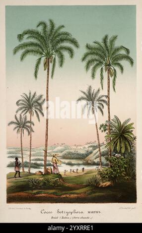 The tall and graceful palm trees are swaying gently in the warm wind on ...