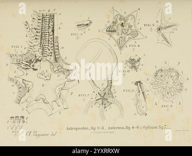 A comprehensive atlas of comparative anatomy of invertebrates ...
