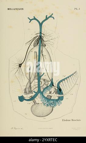 A comparative anatomical atlas of invertebrates, detailing the ...