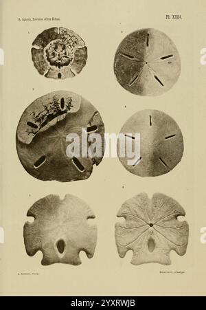 Revision of the Echini Cambridge [Mass.], University Press, 1872-1874 ...