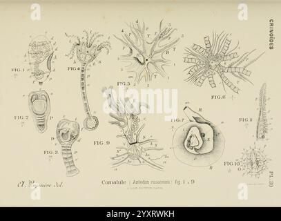 This illustration from *Comparative Morphology and Biology of the Fungi ...