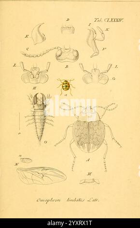 Deutschlands Insecten, showcasing insect species from Germany through ...